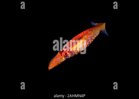 Neon flying squid, sometimes called the red flying squid, akaika, and ...