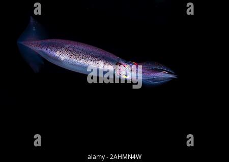 Neon flying squid, sometimes called the red flying squid, akaika, and ...