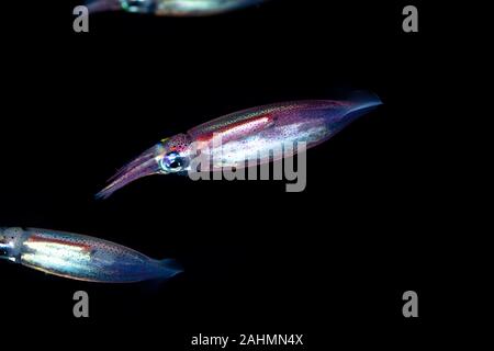 Neon flying squid, sometimes called the red flying squid, akaika, and ...