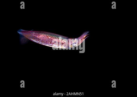 Neon flying squid, sometimes called the red flying squid, akaika, and ...