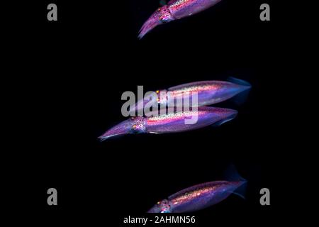 Neon flying squid, sometimes called the red flying squid, akaika, and ...