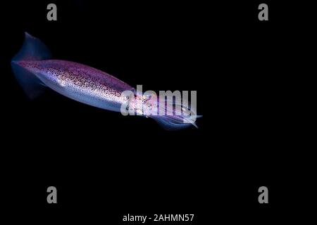 Neon flying squid, sometimes called the red flying squid, akaika, and ...