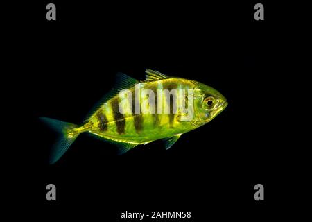 Golden trevally (Gnathanodon speciosus), also known as the golden ...