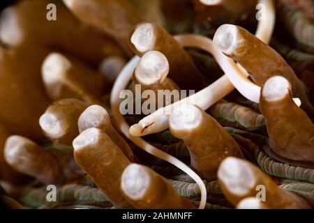 Mushroom Coral Pipefish, White Pipefish, Siokunichthys nigrolineatus ...