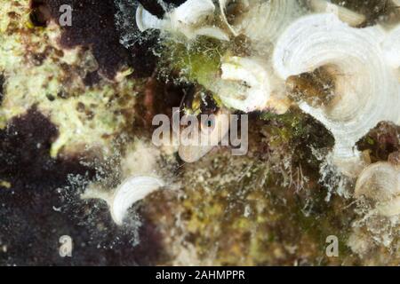 Species of combtooth Mediterranean blenny fish - Lipophrys trigloides ...