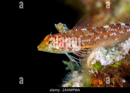 Yellow triplefin blenny, Tripterygion delaisi, and the smaller Stock ...