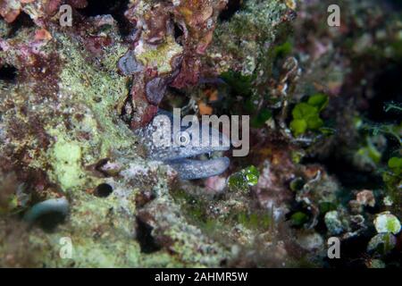 The Mediterranean moray, sometimes also called Roman eel, Muraena ...