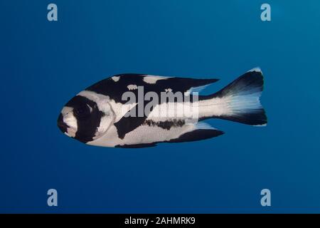 Black snapper juvenile Macolor niger Namu atoll Marshall Islands N ...