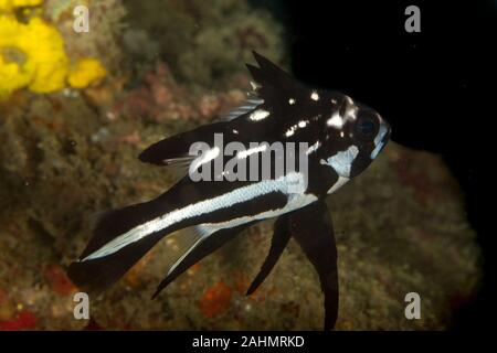 Black snapper juvenile Macolor niger Namu atoll Marshall Islands N ...