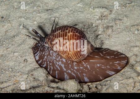 Malea Pomum sea snails Stock Photo - Alamy