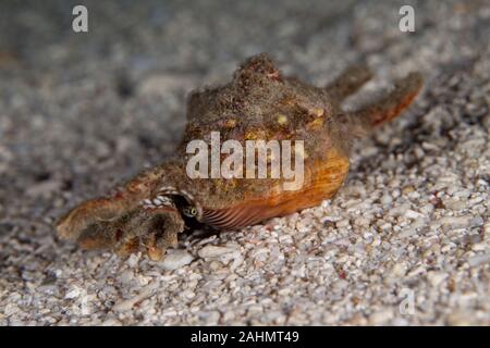 A giant spider conch shell, Lambis truncata, bottom part, marine ...