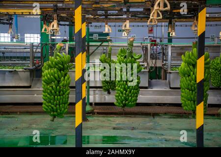 Banana factory on La Palma, Canary islands, Spain, once harvested, big ...