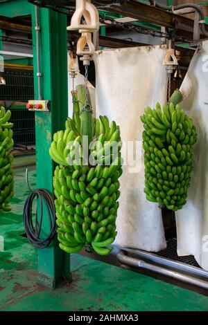 Banana factory on La Palma, Canary islands, Spain, once harvested, big ...