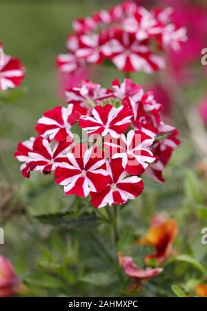 Verbena samira 'Deep Red Star', a fast growing trailing verbena ...