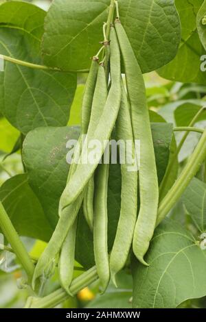 Phaseolus coccineus. Runner bean ‘moonlight’ growing around a hazel ...