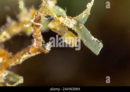 Pygmy Squid, Two-Tone Pygmy Squid - Ideosepius pygmaeus, is a species ...