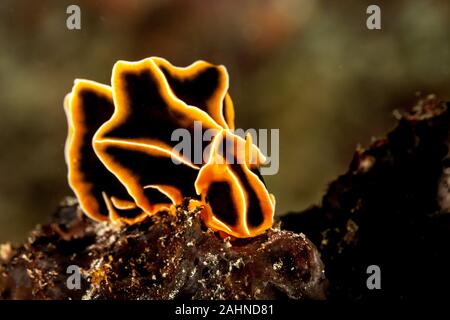Reticulidia halgerda is a species of sea slug Stock Photo - Alamy