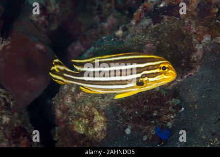 Ribboned sweetlips (Plectorhinchus polytaenia) juvenile on soft coral ...
