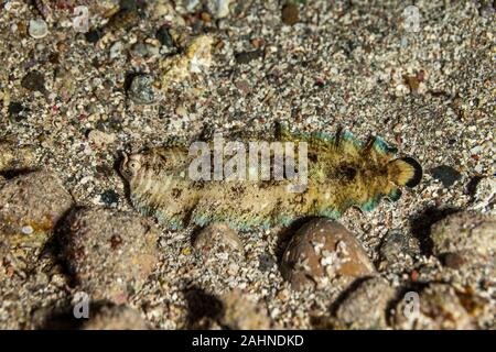 Banded Sole, Soleichthys heterorhinos is a sole from the Eastern Indian ...