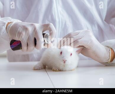 The scientist doing animal experiment in lab with rabbit Stock Photo ...