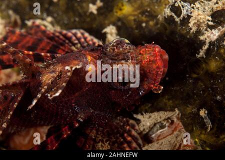 Scorpaena notata, porcus Scorpionfish Stock Photo - Alamy