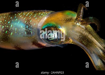 Squid are cephalopods in the superorder Decapodiformes with elongated ...
