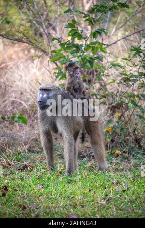 Female Chacma Baboon (Papio ursinus) in oestrus showing the swollen ...