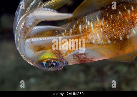 Squid are cephalopods in the superorder Decapodiformes with elongated ...