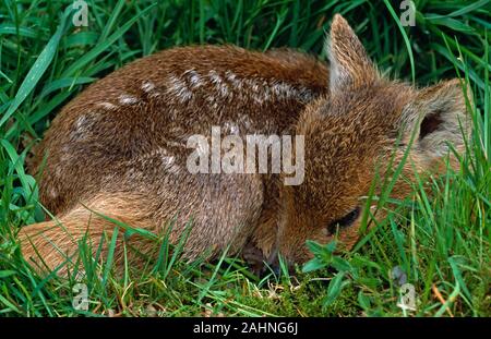 Chinese Water Deer fawn - Hydropotes inermis Stock Photo: 72807263 - Alamy