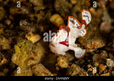 Cute and colorful clown frogfish - Antennarius Maculatus Stock Photo ...