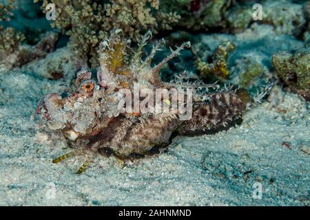 Inimicus didactylus, also known as demon stinger or devil stinger Stock ...