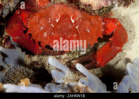 Splendid Round Crab, Etisus splendidus Stock Photo - Alamy