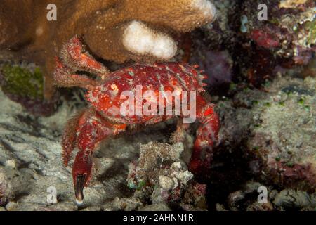 Splendid Round Crab, Etisus splendidus Stock Photo - Alamy
