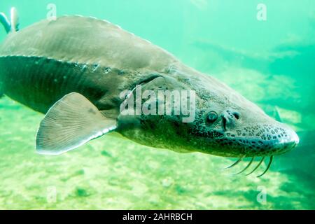 Large sturgeon fish swimming in Lake Tisza Ecocentre aquarium Stock ...