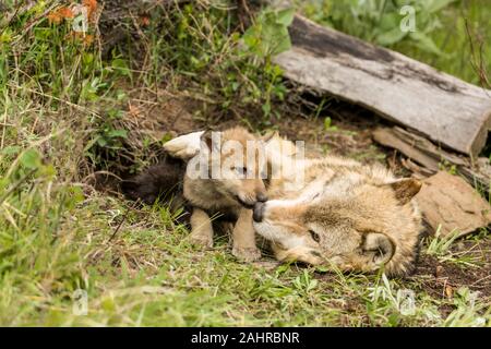 Expectant Grey Wolf pups excitedly soliciting regurgitation by licking ...