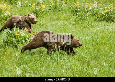 A young Arrowleaf Balsamroot (Balsamorhiza sagittata) plant, growing in ...