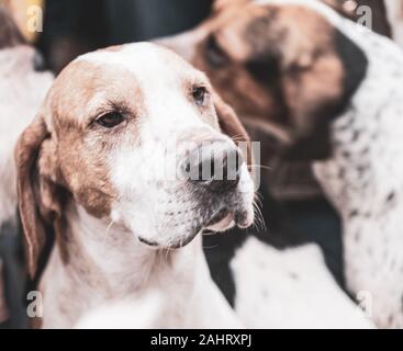 A pack of hounds at the start of the Heythrop Hunt in Chipping Norton ...