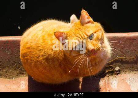 Undomestic cat view from above Stock Photo - Alamy