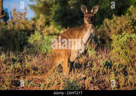 A Kangaroo in the Australien outback Stock Photo - Alamy