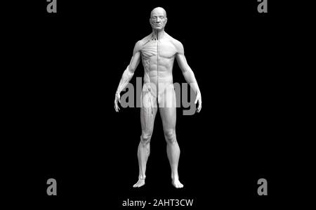 Front muscles of man - 3D render Stock Photo - Alamy