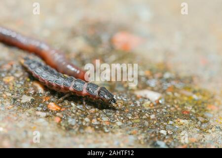 Lesser glow worm larva with it's prey earthworm Stock Photo - Alamy