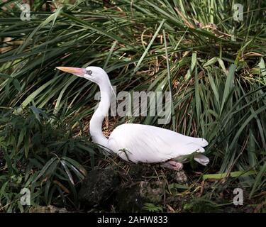 A profile view of a White Heron bird near water Stock Photo - Alamy
