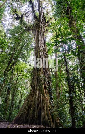 The Strangler Fig, a host tree in the Daintree Rainforest, Mossman ...