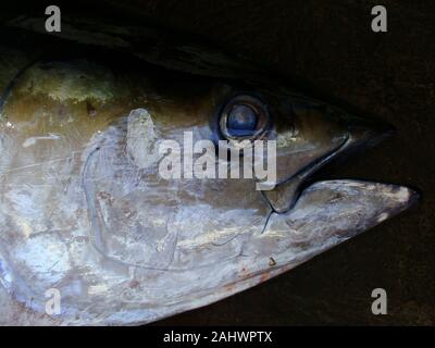 Freshly landed handline-caught Yellowfin tuna (Thunnus albacares), The ...