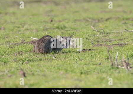 Wild Bobcat at Point Reyes, California Stock Photo - Alamy