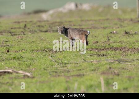 Wild Bobcat at Point Reyes, California Stock Photo - Alamy