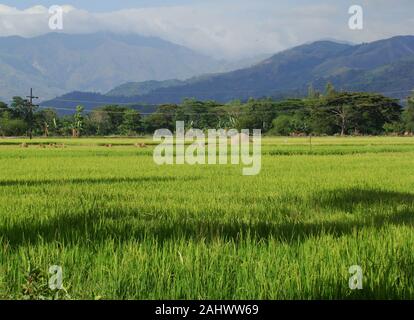 Rice fields in the fertile plains of Mindoro island, The Philippines ...
