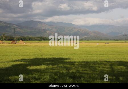 Rice fields in the fertile plains of Mindoro island, The Philippines ...