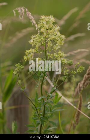 Common meadow-rue, Thalictrum flavum, growing abundantly in damp ...
