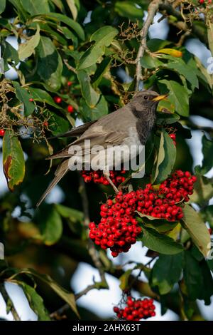 Black-throated Thrush (Turdus atrogularis), Aves, Междуреченск ...